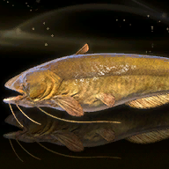 Golden Catfish - Final Fantasy XV Database | Gamer Guides®
