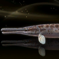 Spotted Devil Gar - Final Fantasy XV Database | Gamer Guides®