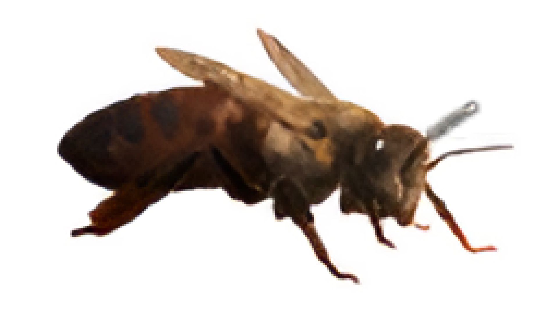 Queen Bee - Conan Exiles Database | Gamer Guides®
