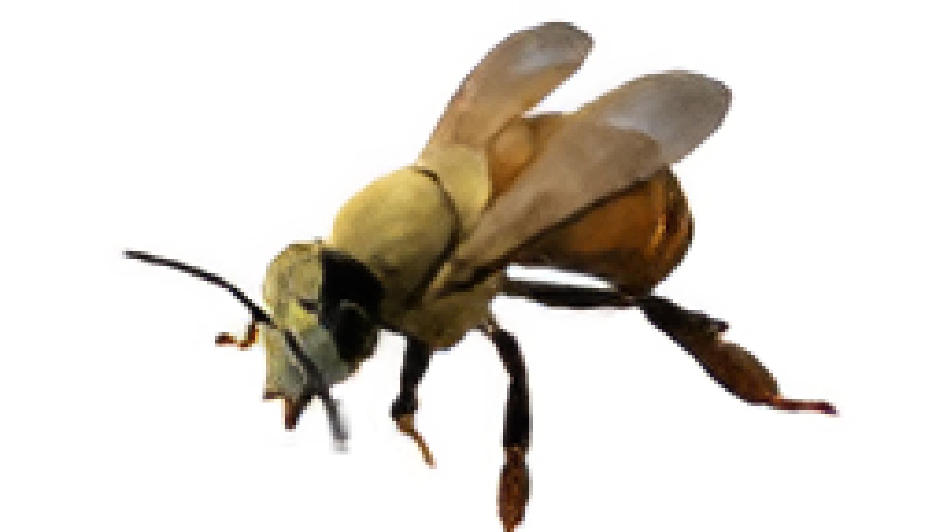 Worker Bee - Conan Exiles Database | Gamer Guides®